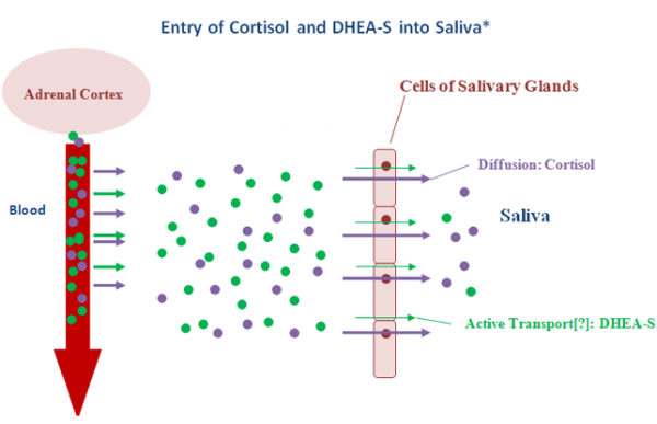 The Entry of Substances into Saliva and the Effect of Flow Rate on ...