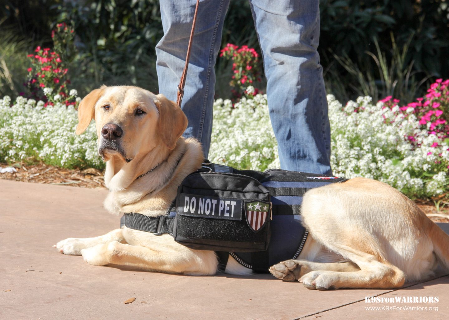 Service dog placement with US military veterans with PTSD could help ...